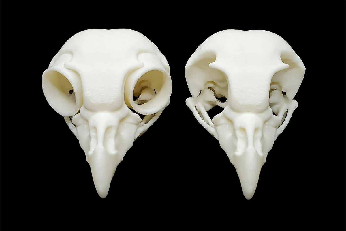 Great Grey Owl Skull (With Sclerotic Ring) • Replica Animal Skull • 3D ...