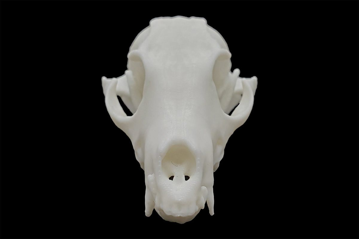 Red Fox Skull • Replica Animal Skull • 3D Printed – Cursed By Design